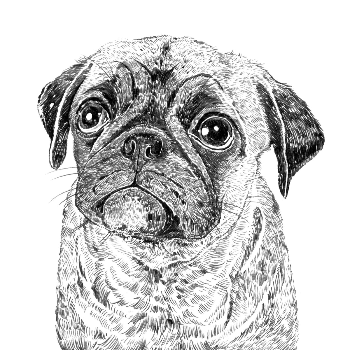 Pug Dog Art Print – ROS SHIERS